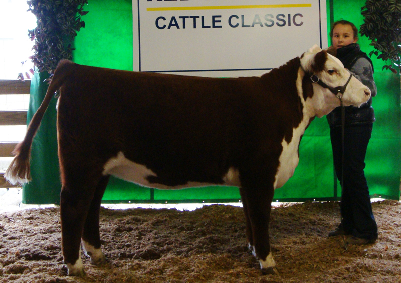Grand Champion Polled Hereford Heifer